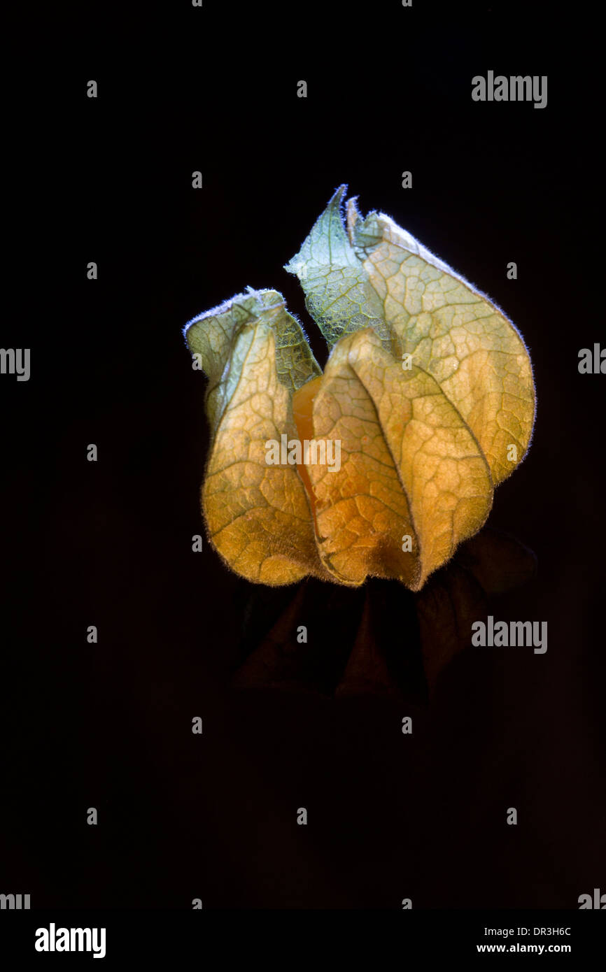 Physalis fruit isolated cape hi-res stock photography and images - Alamy