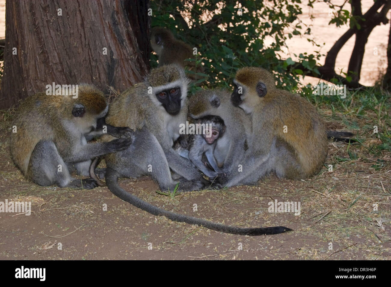 Vervet Monkey (Cercopithecus aethiops pygerythrus) adult with juveniles ...