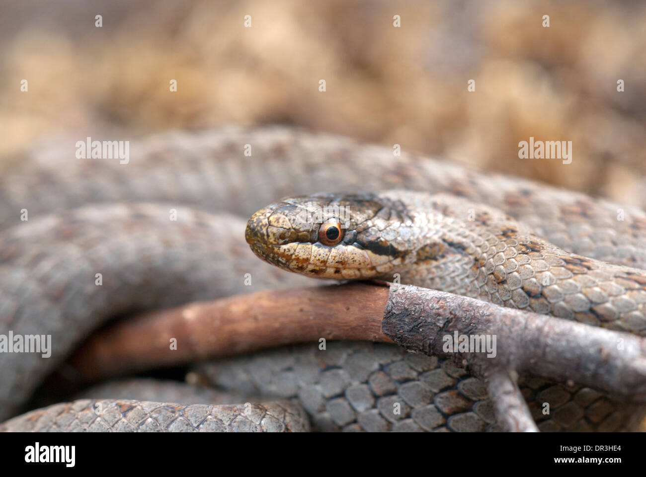 Coronella austriaca dorset hi-res stock photography and images - Alamy