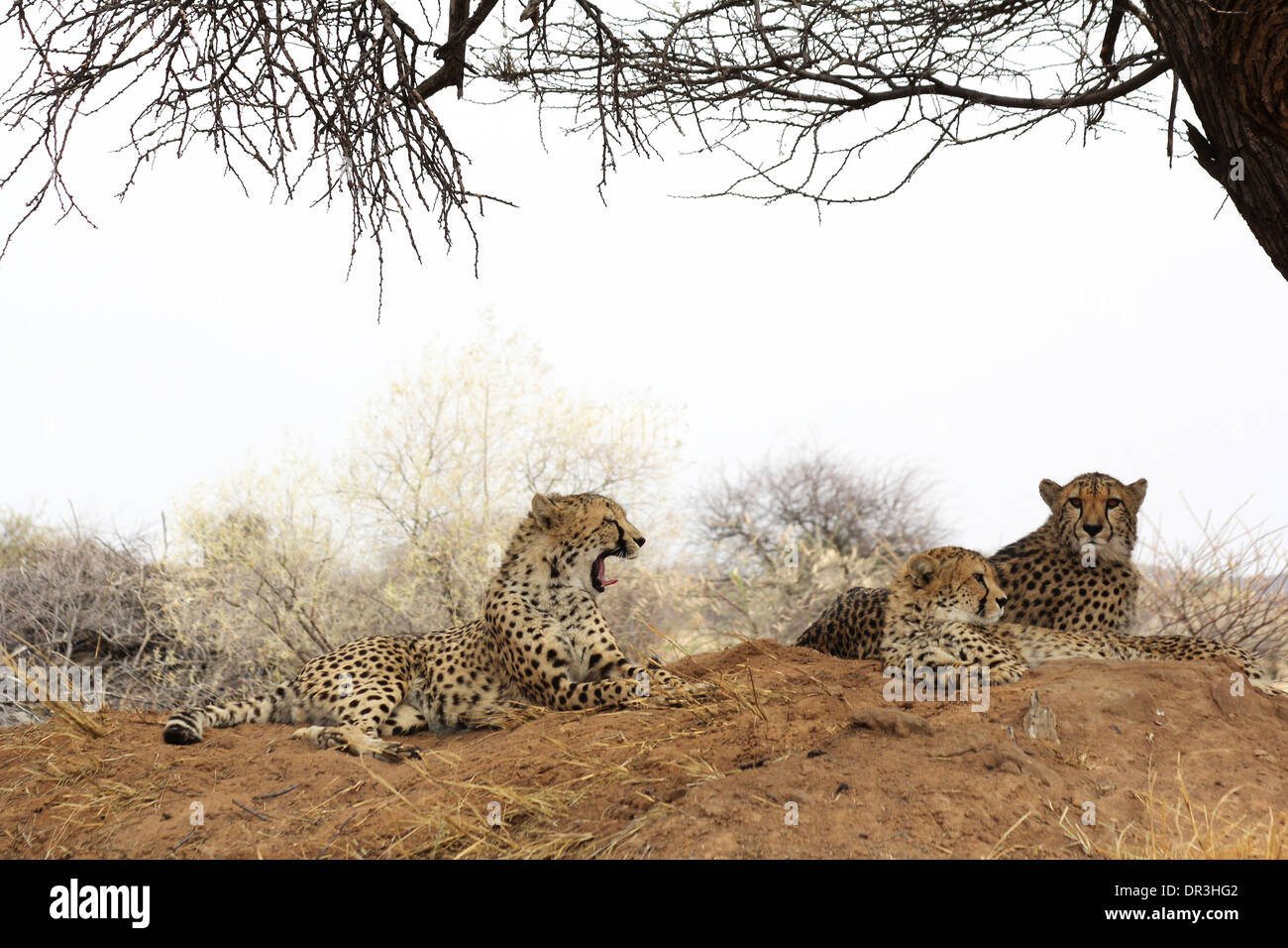 3 cheetahs under a tree hi-res stock photography and images - Alamy