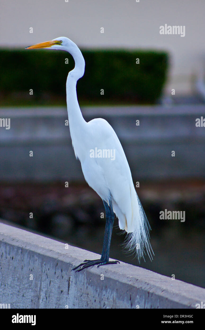 A white crane in Tampa, Florida Stock Photo - Alamy
