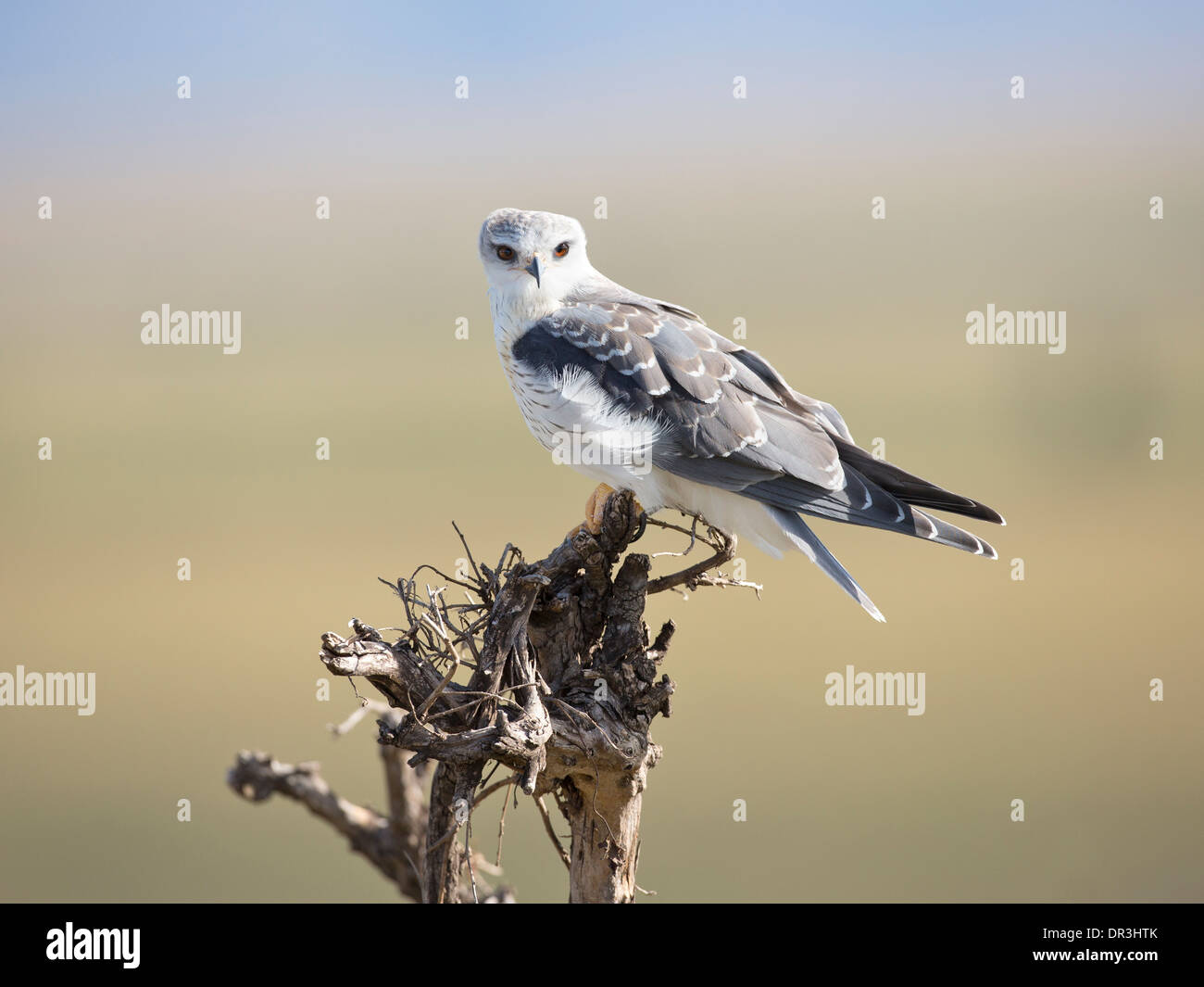 Black kite birds hi-res stock photography and images - Alamy