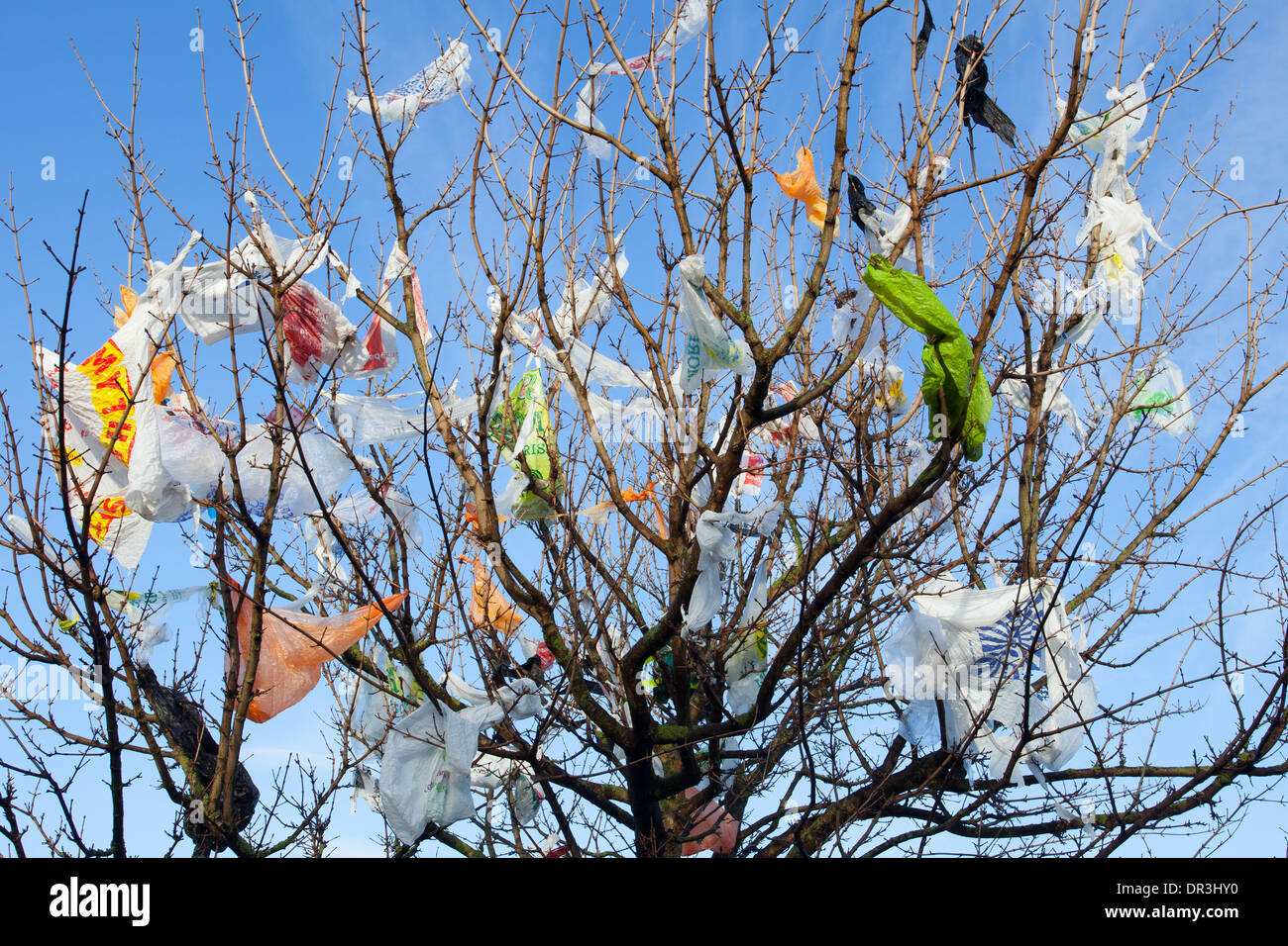 Plastic supermarket bags caught in tree branches; Southport, Merseyside ...