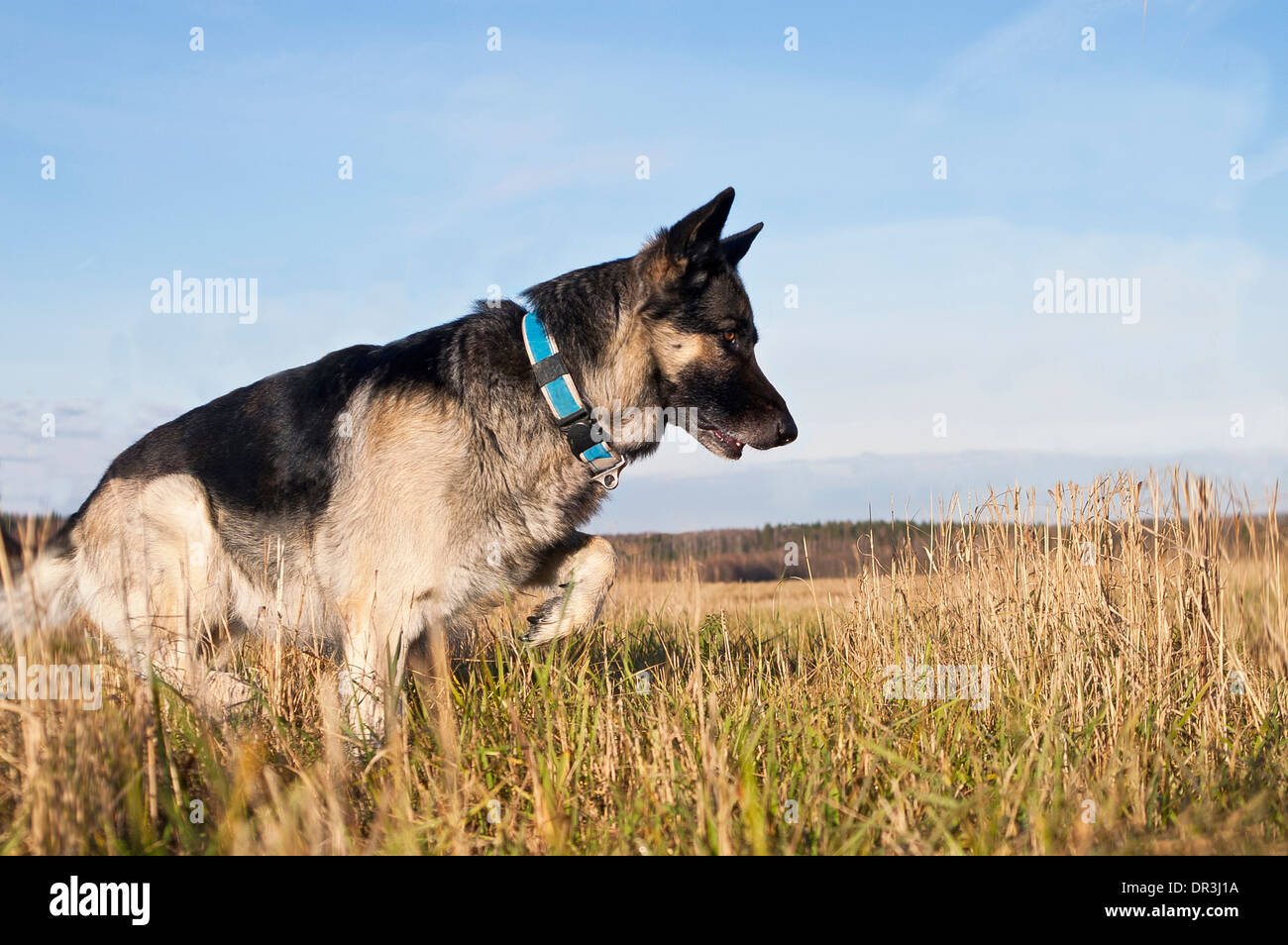 Shepherd dog in field catches the scent Stock Photo - Alamy