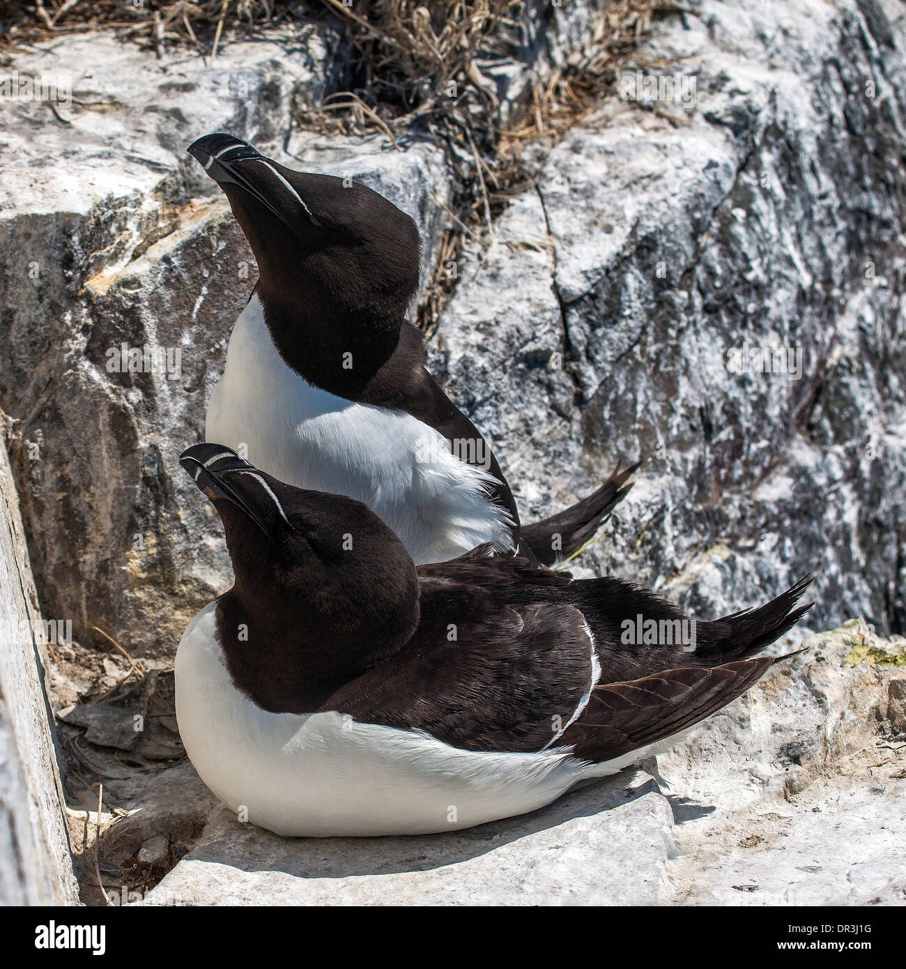 Razorbill (Alca torda) Nesting on the Farne Islands Stock Photo - Alamy