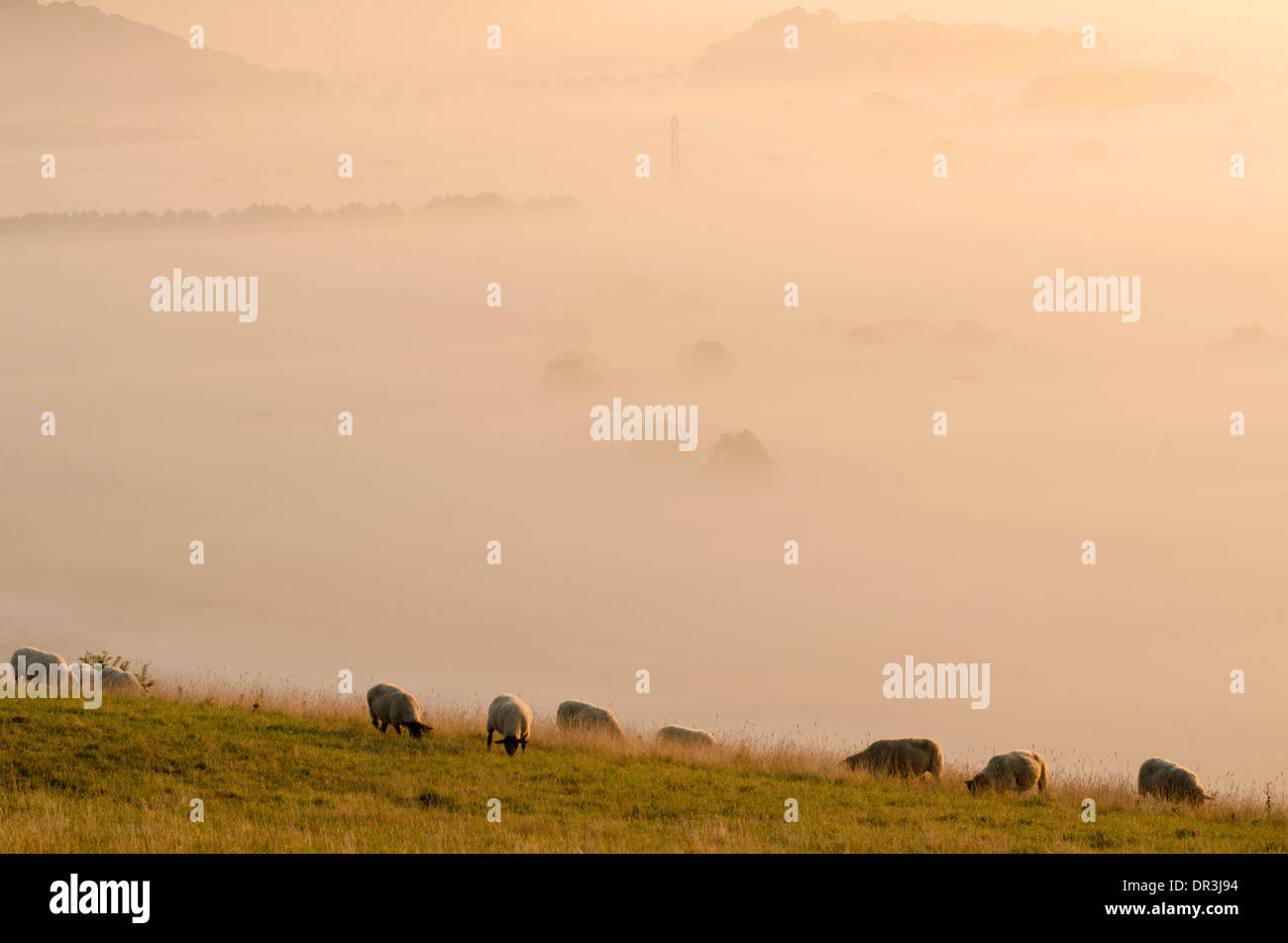 Stunning mist in the South Downs National Park at sunrise Stock Photo ...
