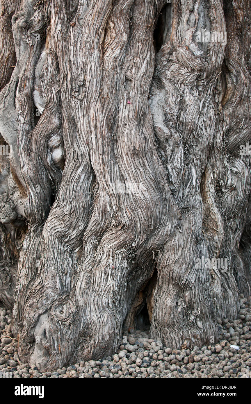 Over 500 years old Chinese Juniper tree (Juniperus chinensis) called ...