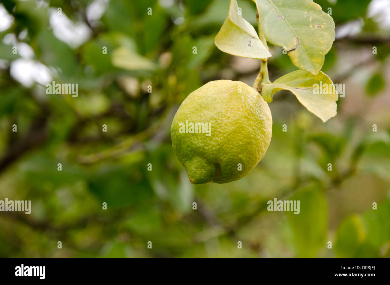 Young citrus tree hi-res stock photography and images - Alamy