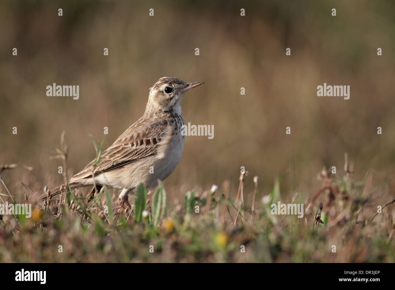 Anthus rufulus hi-res stock photography and images - Alamy