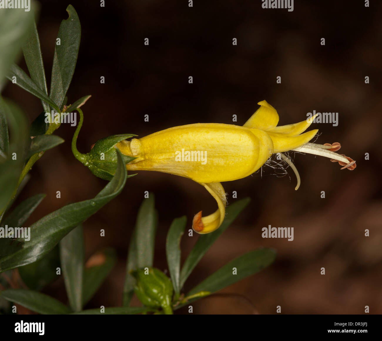 Bright yellow flower and foliage of Eremophila maculata aurea ...