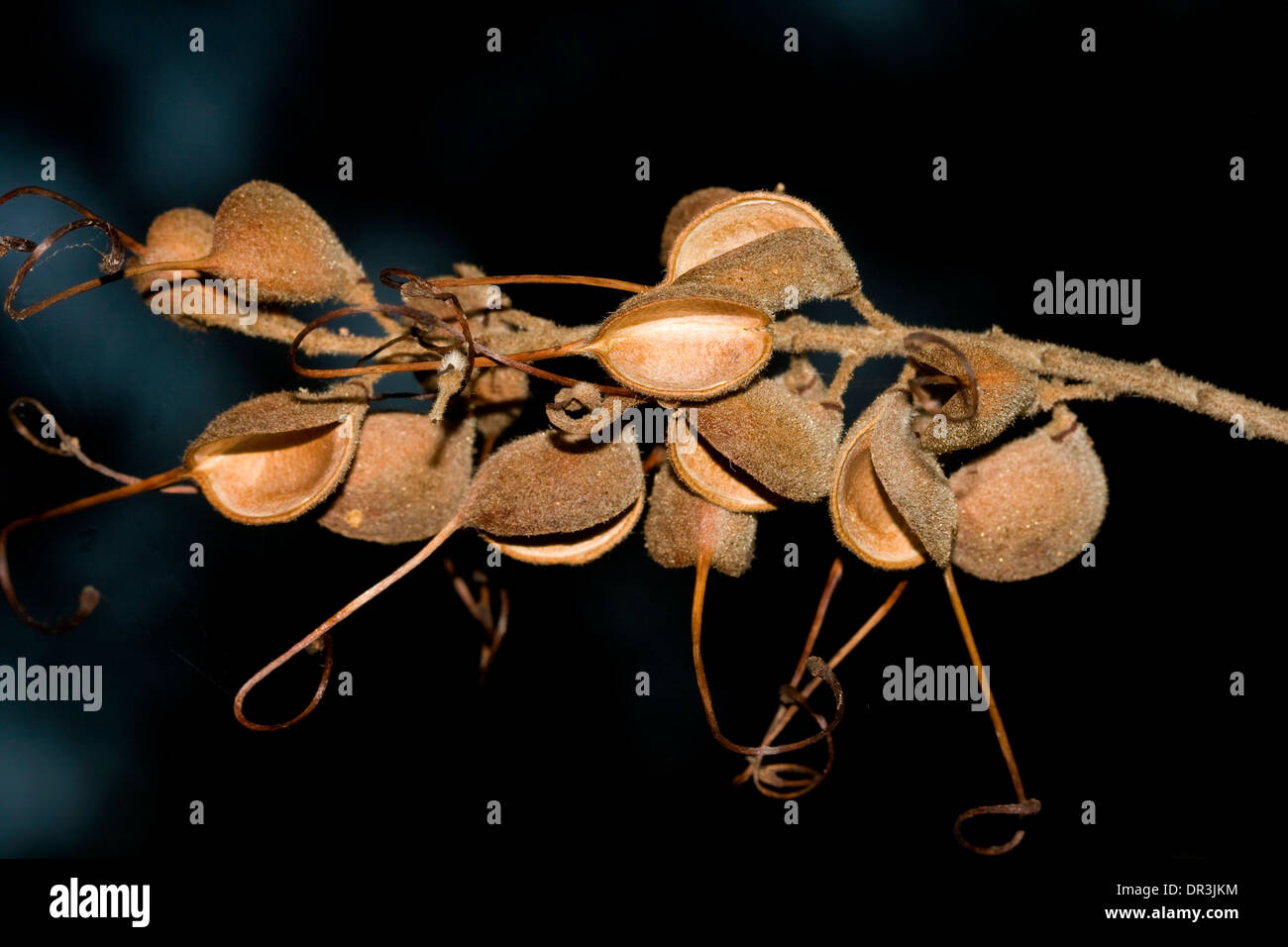 Australian native seed pod hi-res stock photography and images - Alamy
