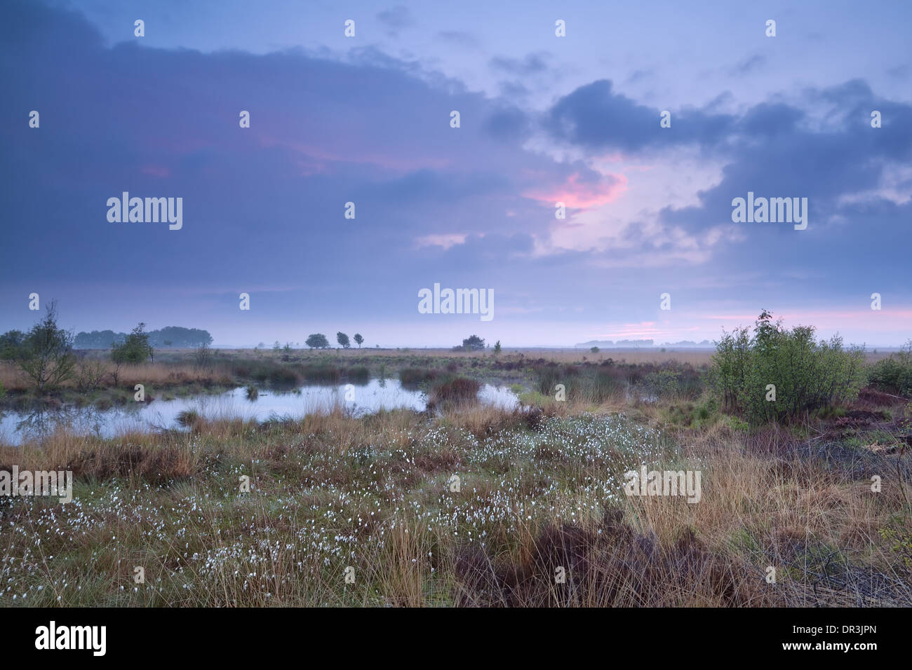 Swamp bush grass hi-res stock photography and images - Alamy