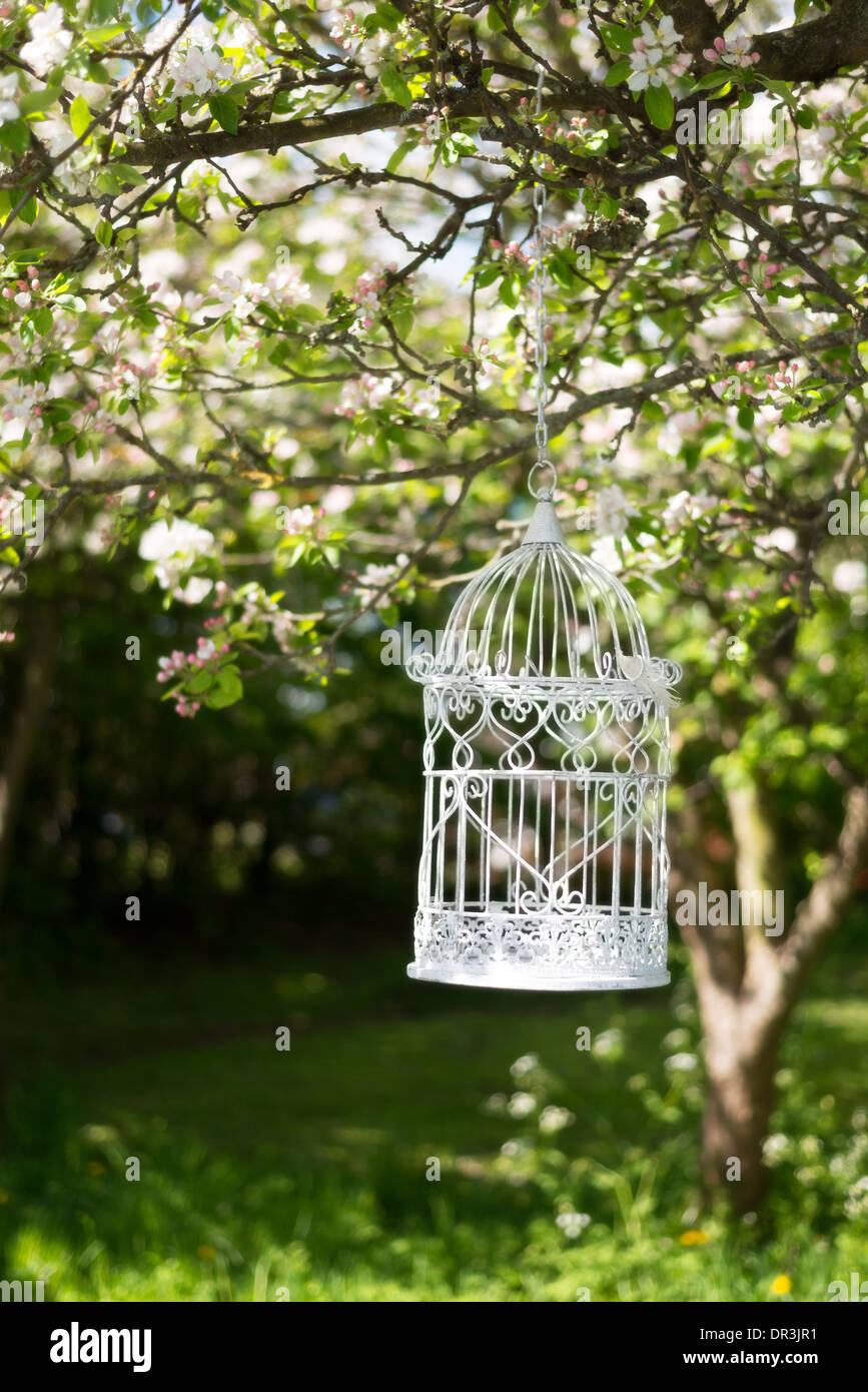 Empty apple tree hi-res stock photography and images - Alamy