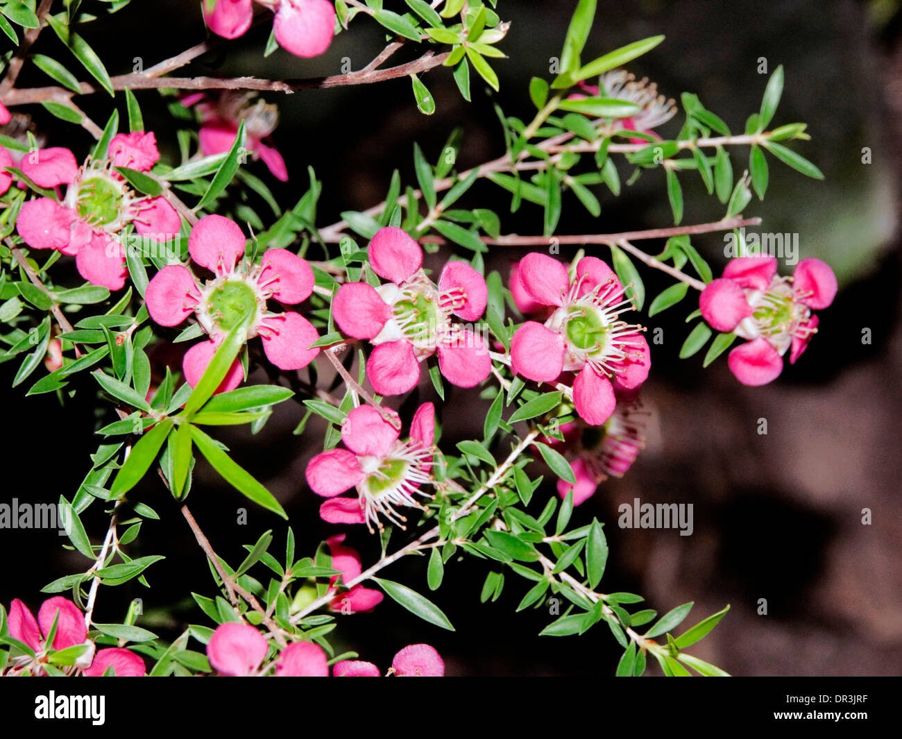 Cluster of pink and white flowers and foliage of Australian flowering ...