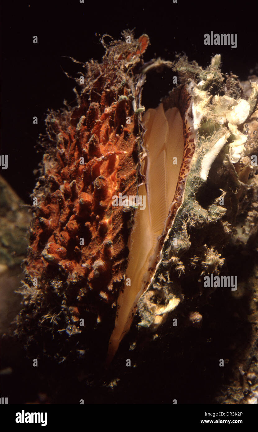 Atlantic thorny Oyster (Spondylus americanus Stock Photo - Alamy