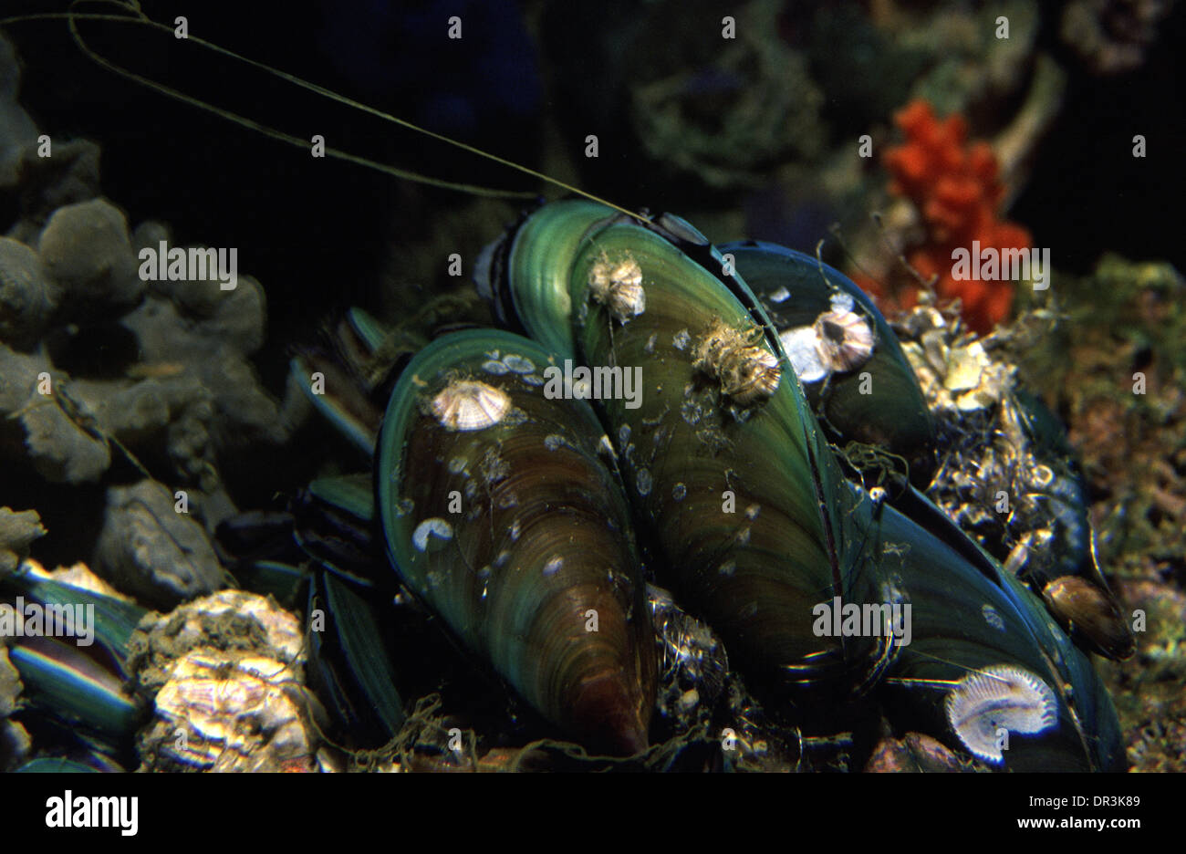 Perna viridis, green mussel Stock Photo - Alamy