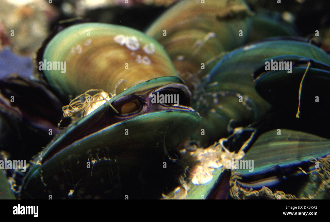 Perna viridis, green mussel Stock Photo - Alamy