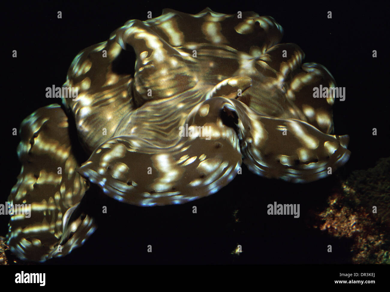 Fluted giant clam (Tridacna squamosa Stock Photo - Alamy