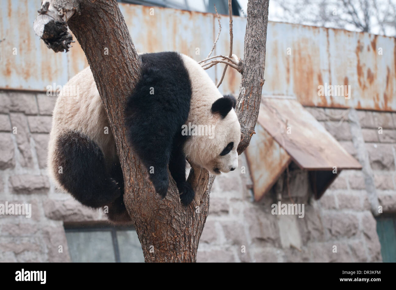 Giant panda in Panda House of Beijing Zoo, located in Xicheng District ...