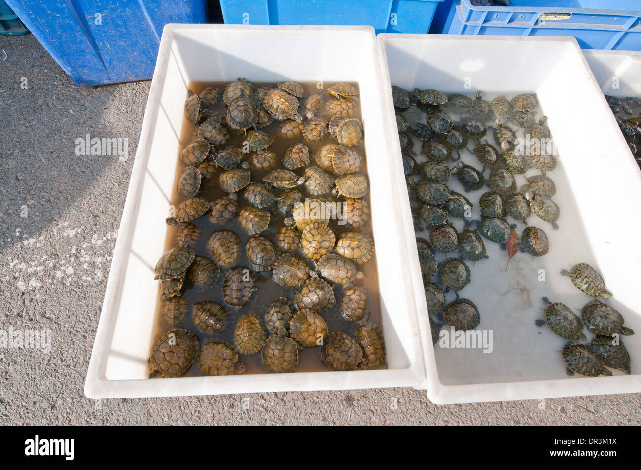 turtles on market place in Shanghai, China Stock Photo - Alamy