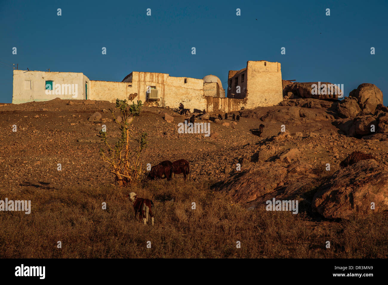 desert sheep house Nuba Aswan Egypt brown tree grass green sunset rocks ...