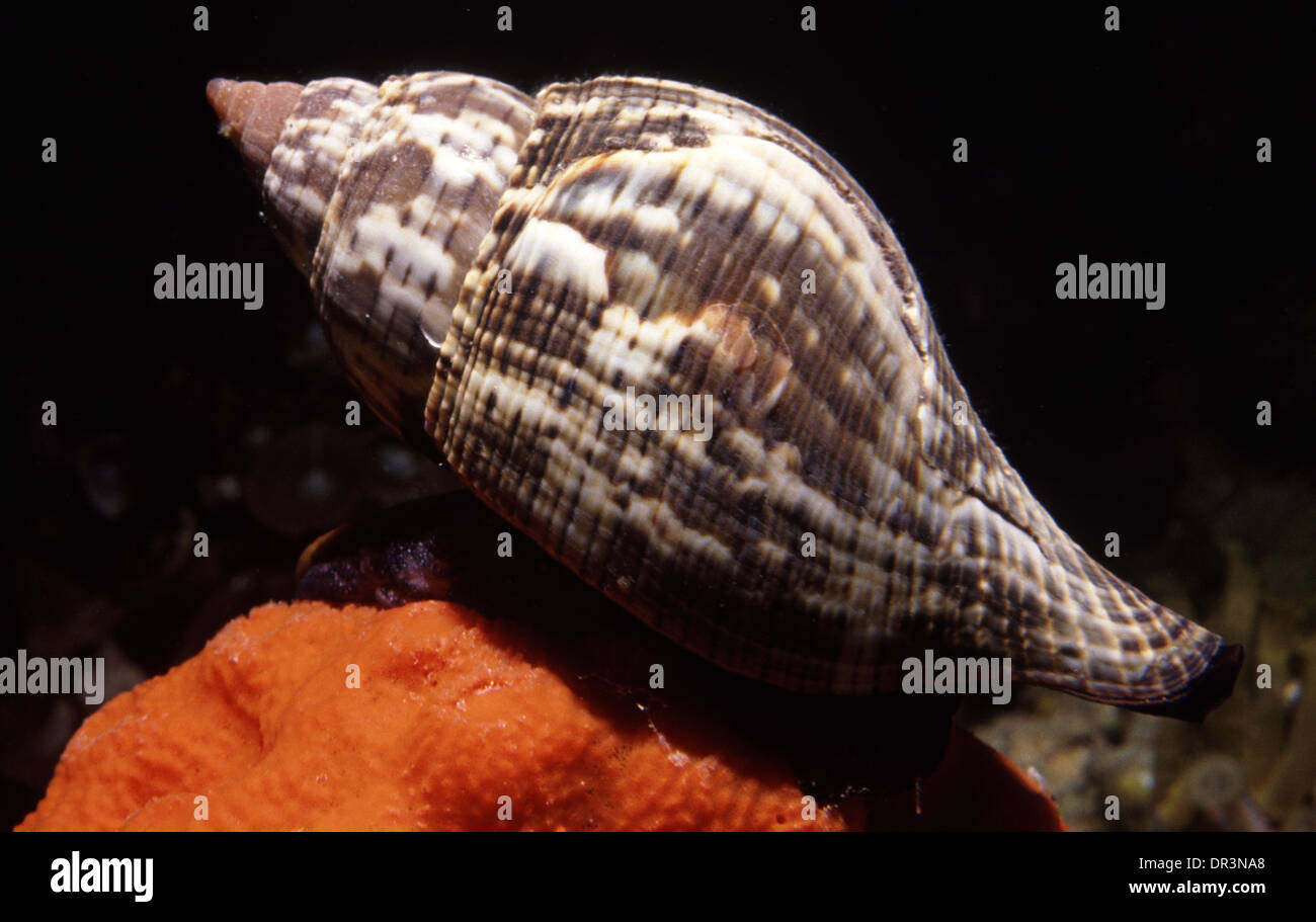 True tulip (Faciolaria tulipa Stock Photo - Alamy