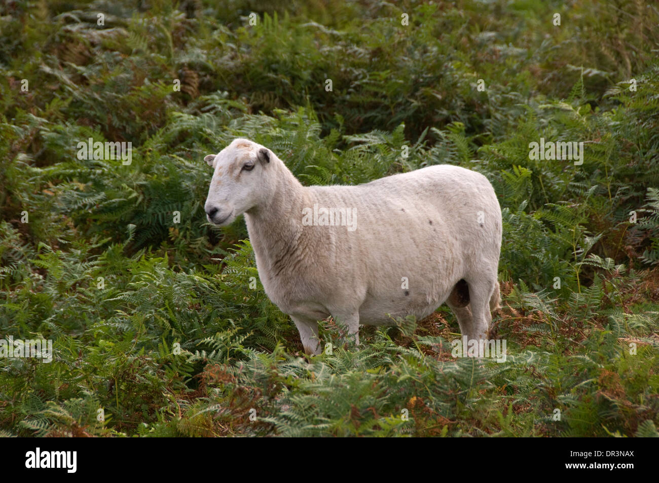 Shropshire sheep hi-res stock photography and images - Alamy