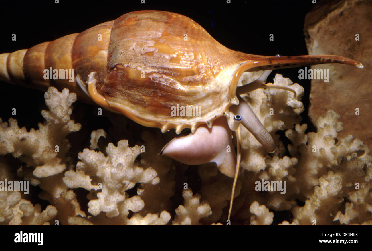 Shinbone Tibia Gastropod High Resolution Stock Photography and Images ...