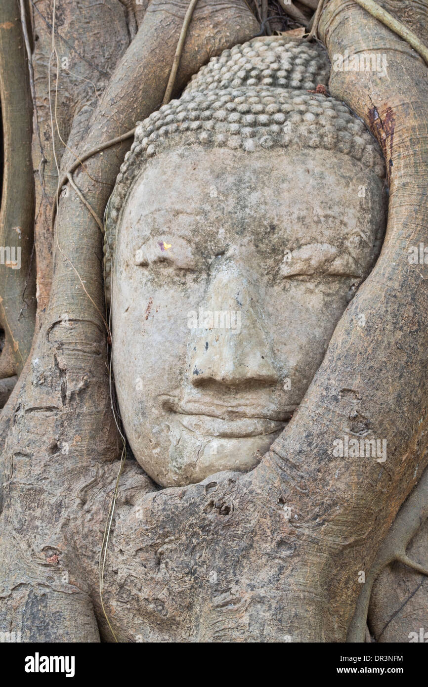 Buddha head in tree, Ayuthaya, Thailand Stock Photo - Alamy