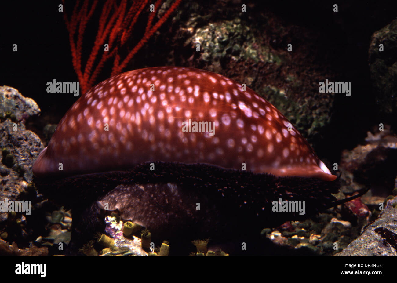 Atlantic deer cowry, Macrocypraea cervus Stock Photo - Alamy