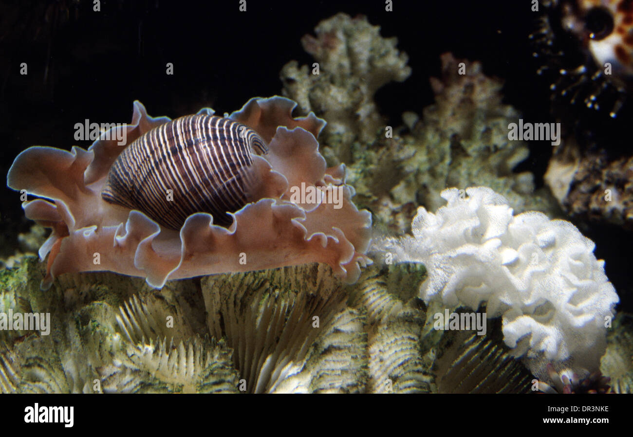 Bubble snail, Hydatina physis, with eggs Stock Photo - Alamy