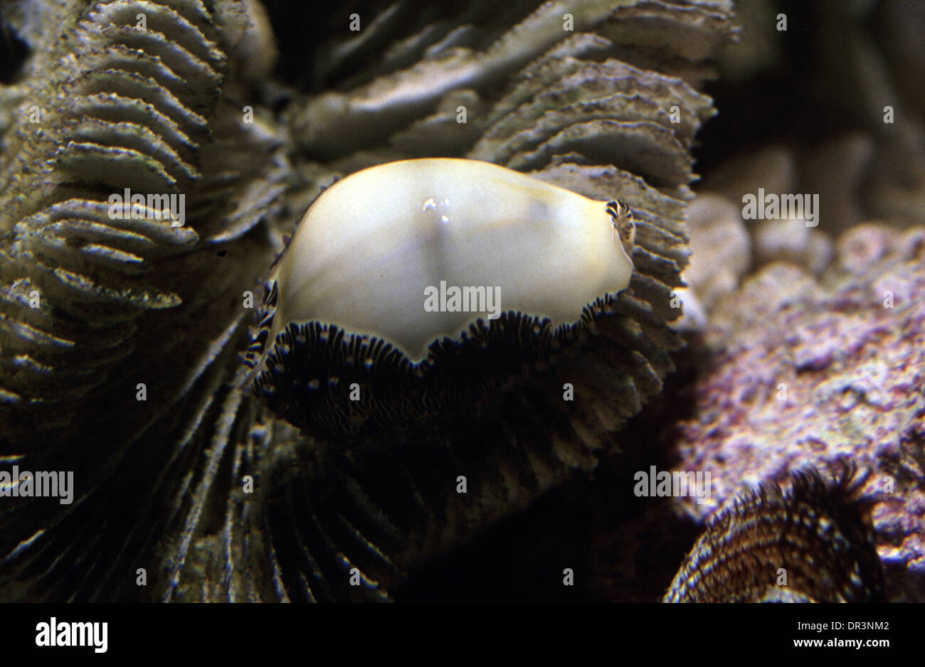Money cowry, Monetaria moneta Stock Photo - Alamy