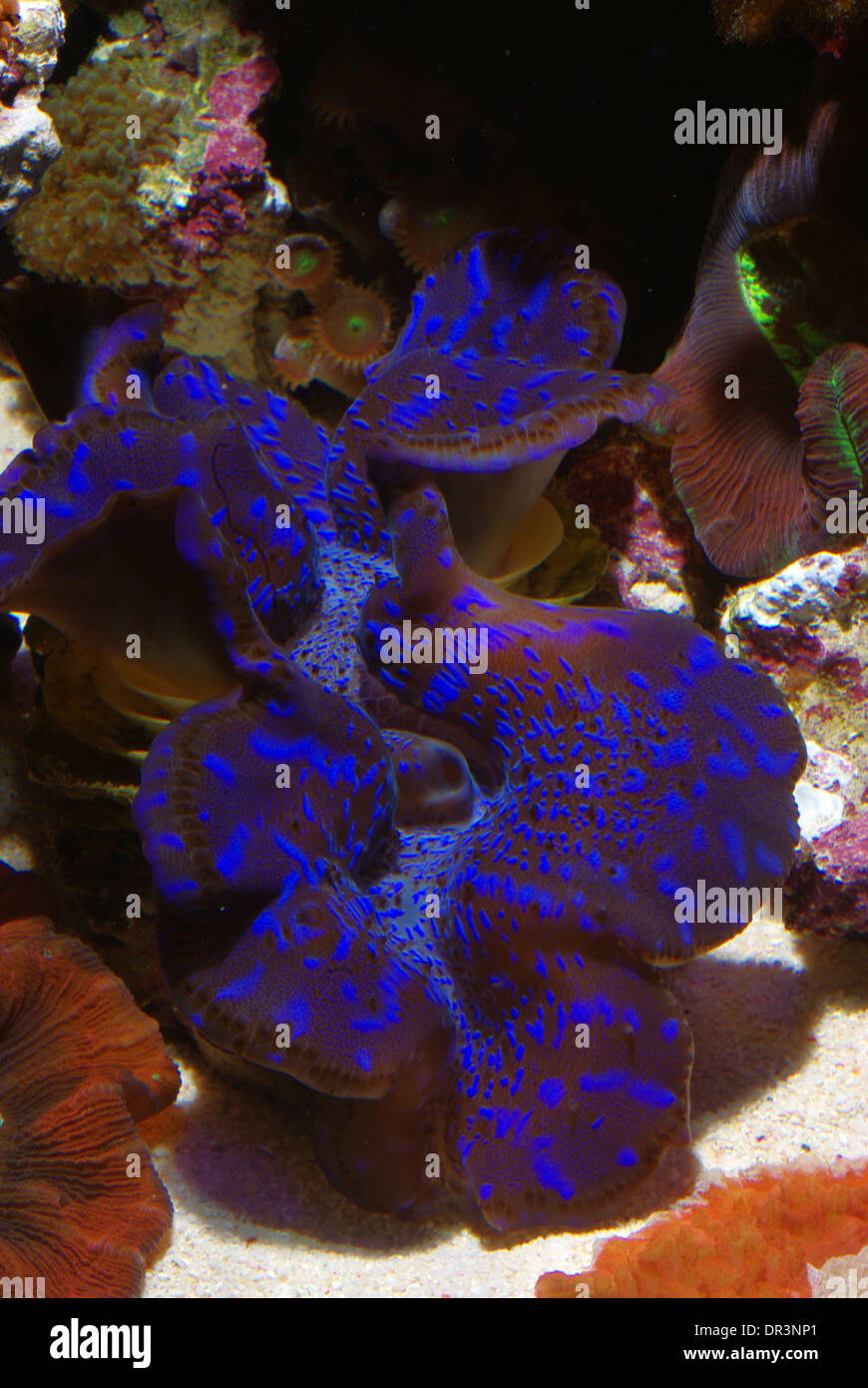 Giant clam Tridacna sp Stock Photo - Alamy