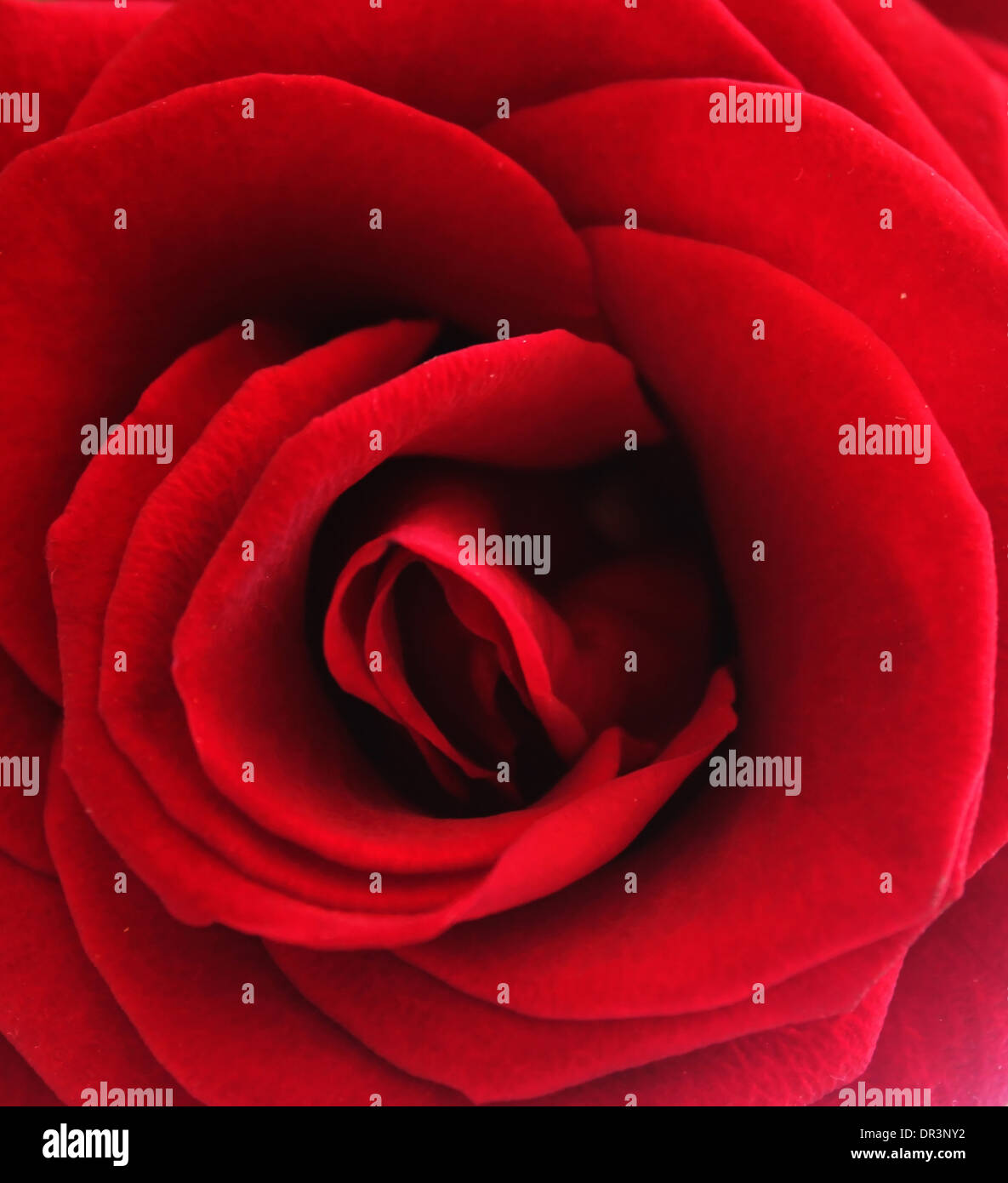 Red-rose abstract background Stock Photo - Alamy