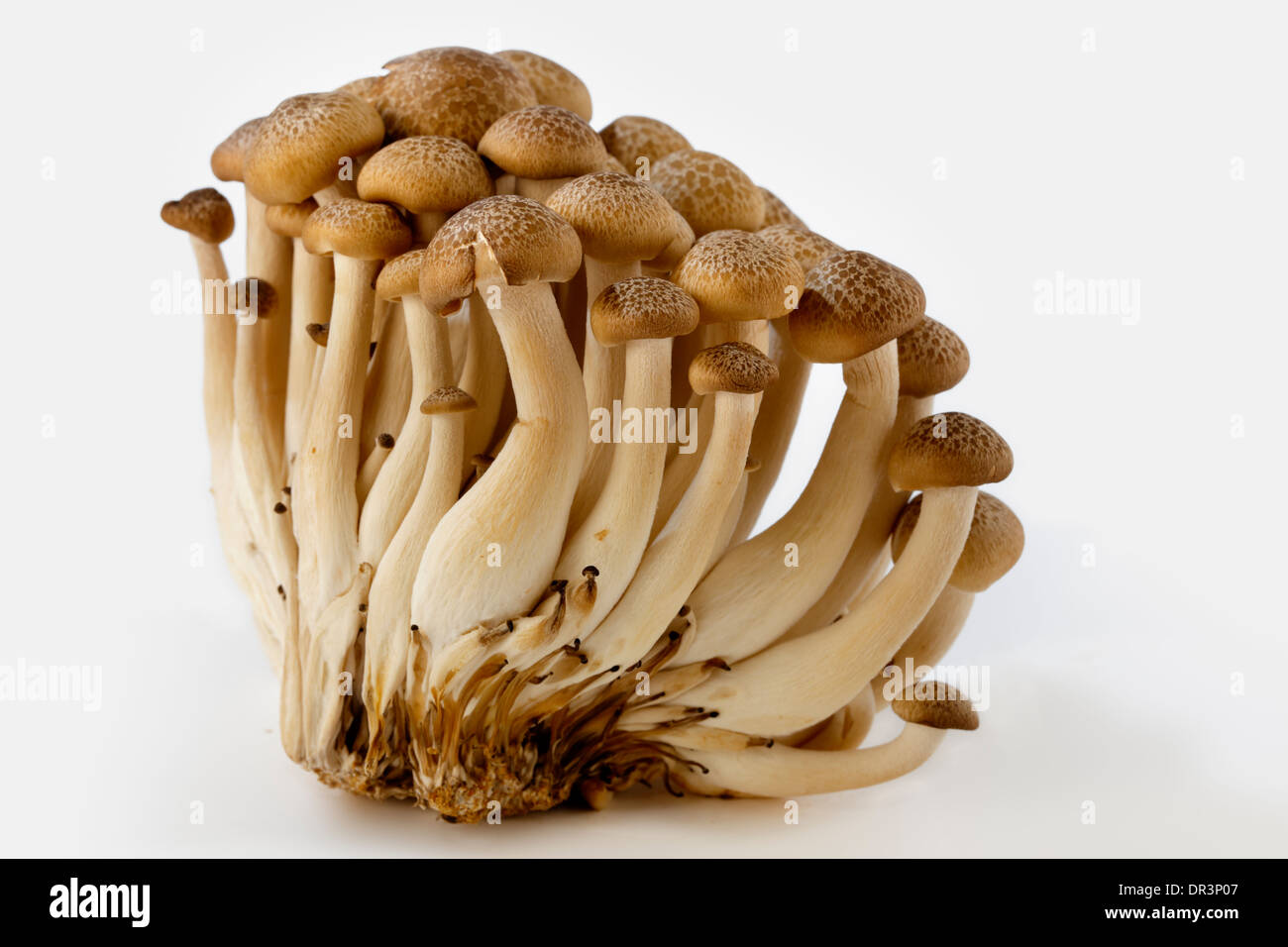 Brown clamshell mushroom hi-res stock photography and images - Alamy
