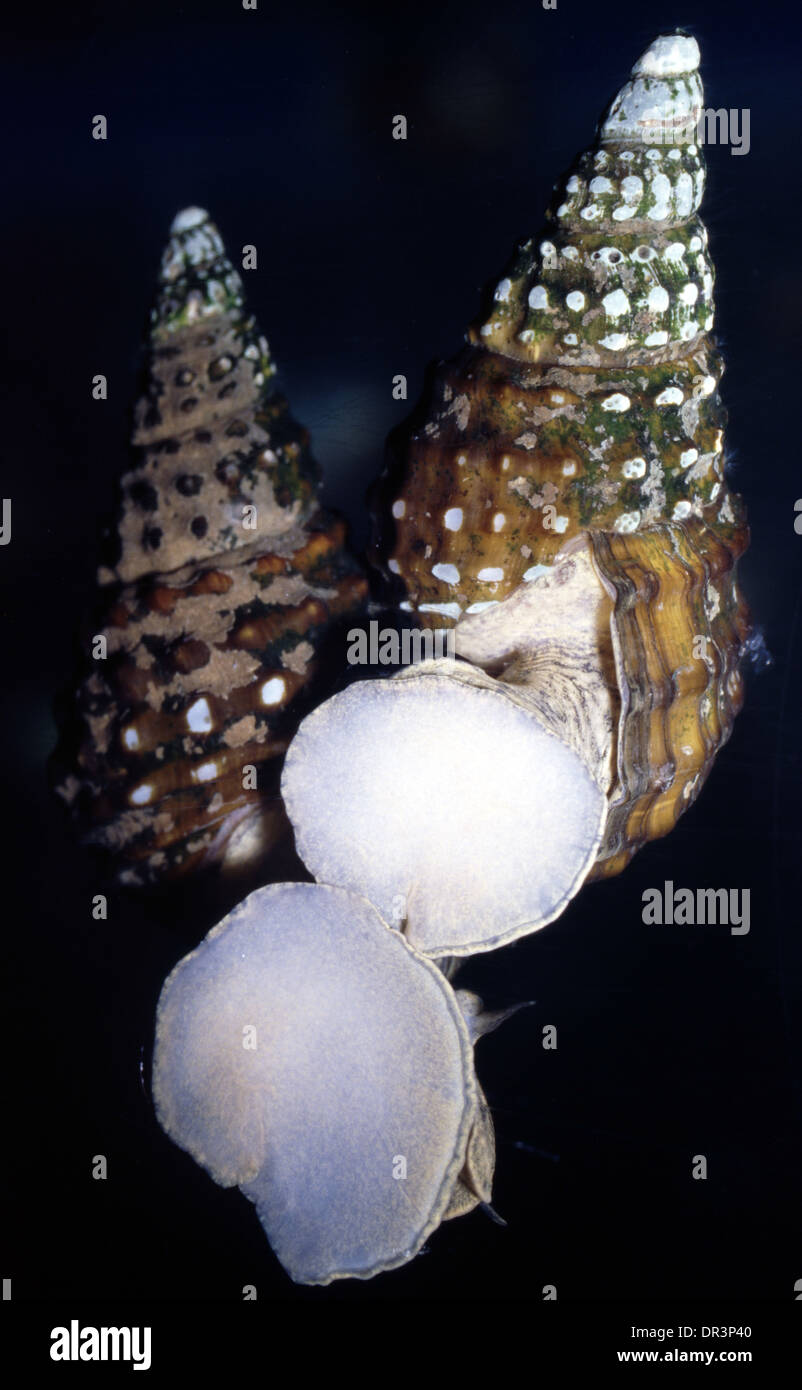 Algae eater hi-res stock photography and images - Alamy