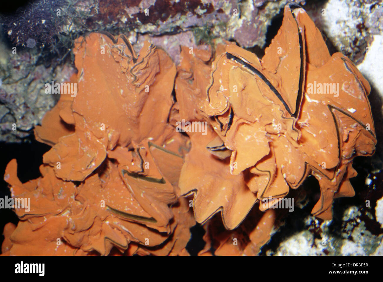 Lopha cristagalli, cockscomb oyster Stock Photo - Alamy