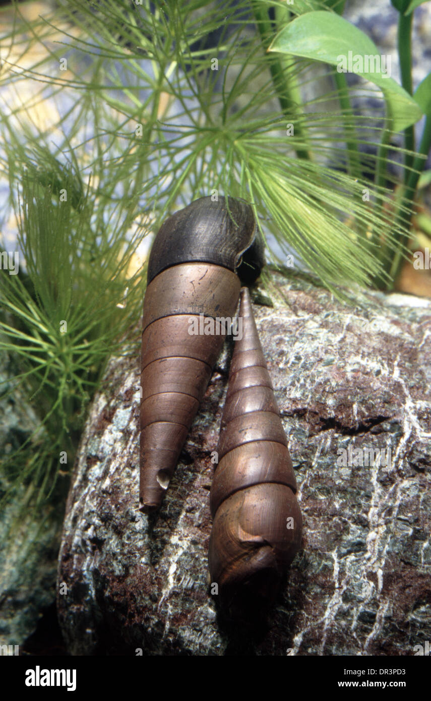 Devil thorn snail (Faunus ater Stock Photo - Alamy