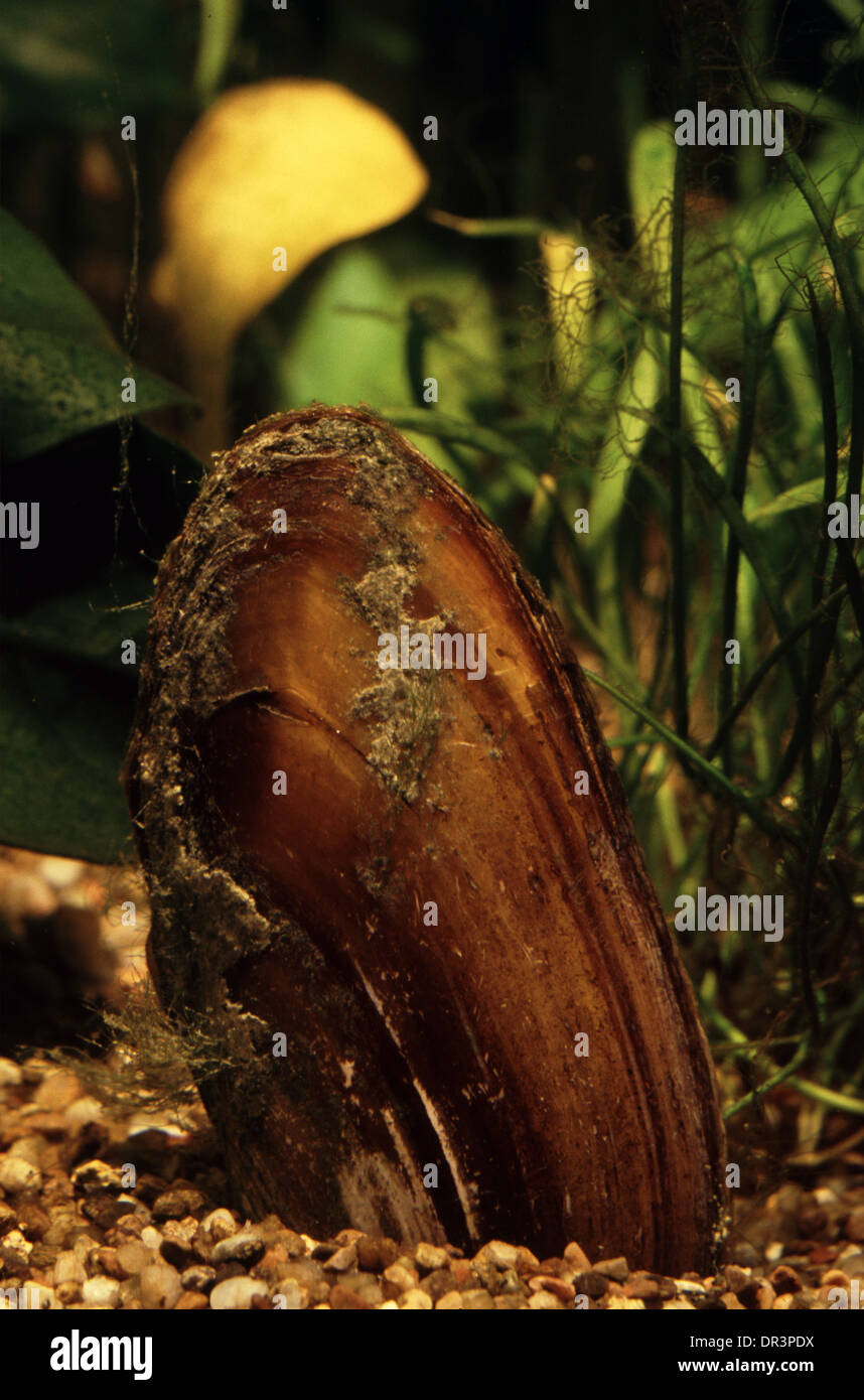Freshwater mussel (Unio elongatulus Stock Photo - Alamy