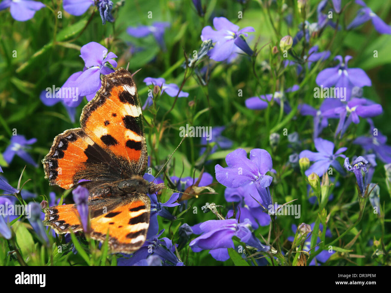 butterfly in the field of flowers Stock Photo - Alamy
