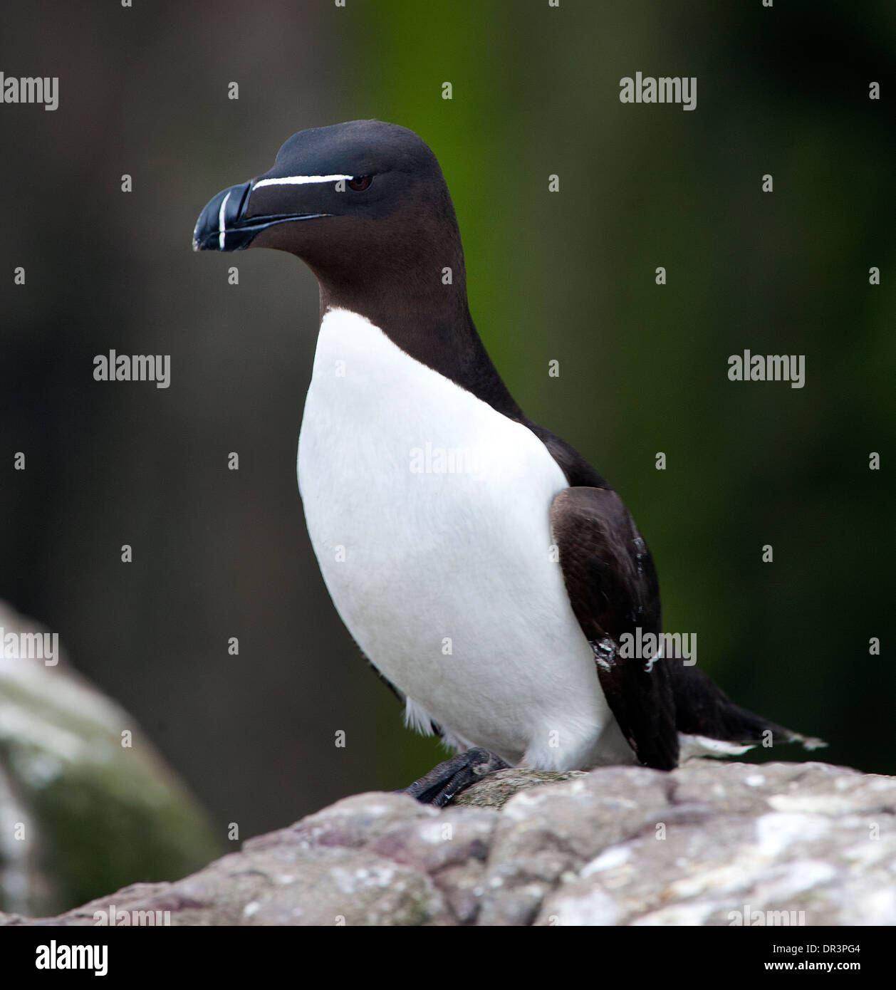 Razorbill (Alca torda Stock Photo - Alamy