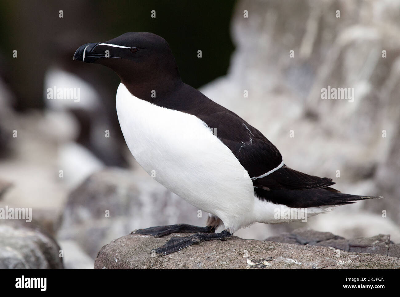 Razorbill (Alca torda Stock Photo - Alamy