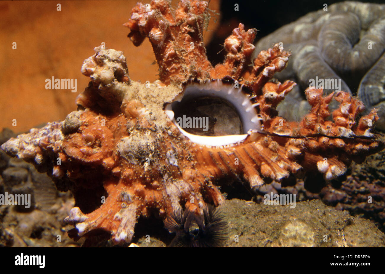 Tropical snail (Chicoreus palmarosae Stock Photo - Alamy