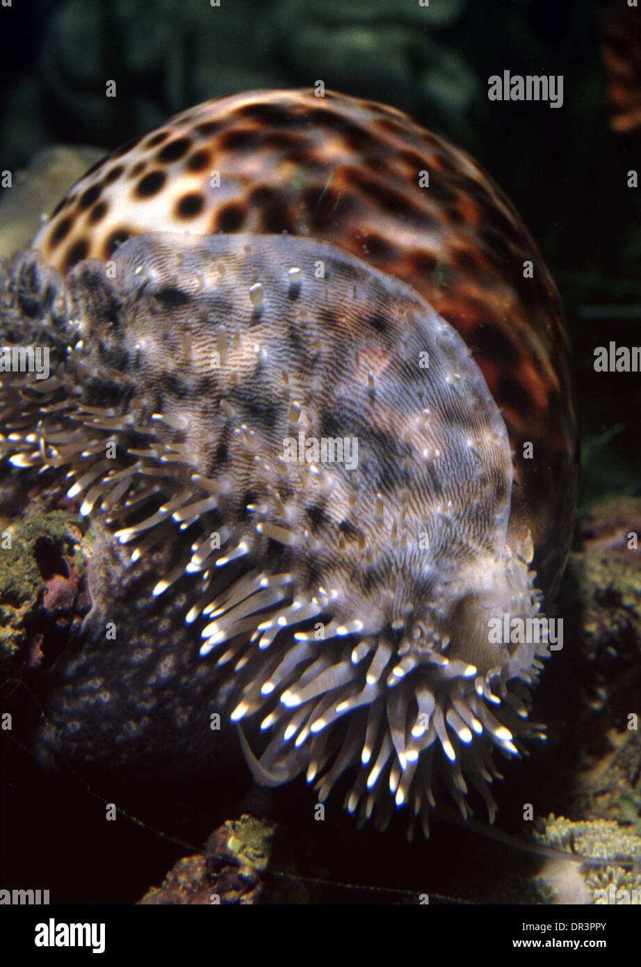 Tiger cowrie snail cypraea tigris hi-res stock photography and images ...