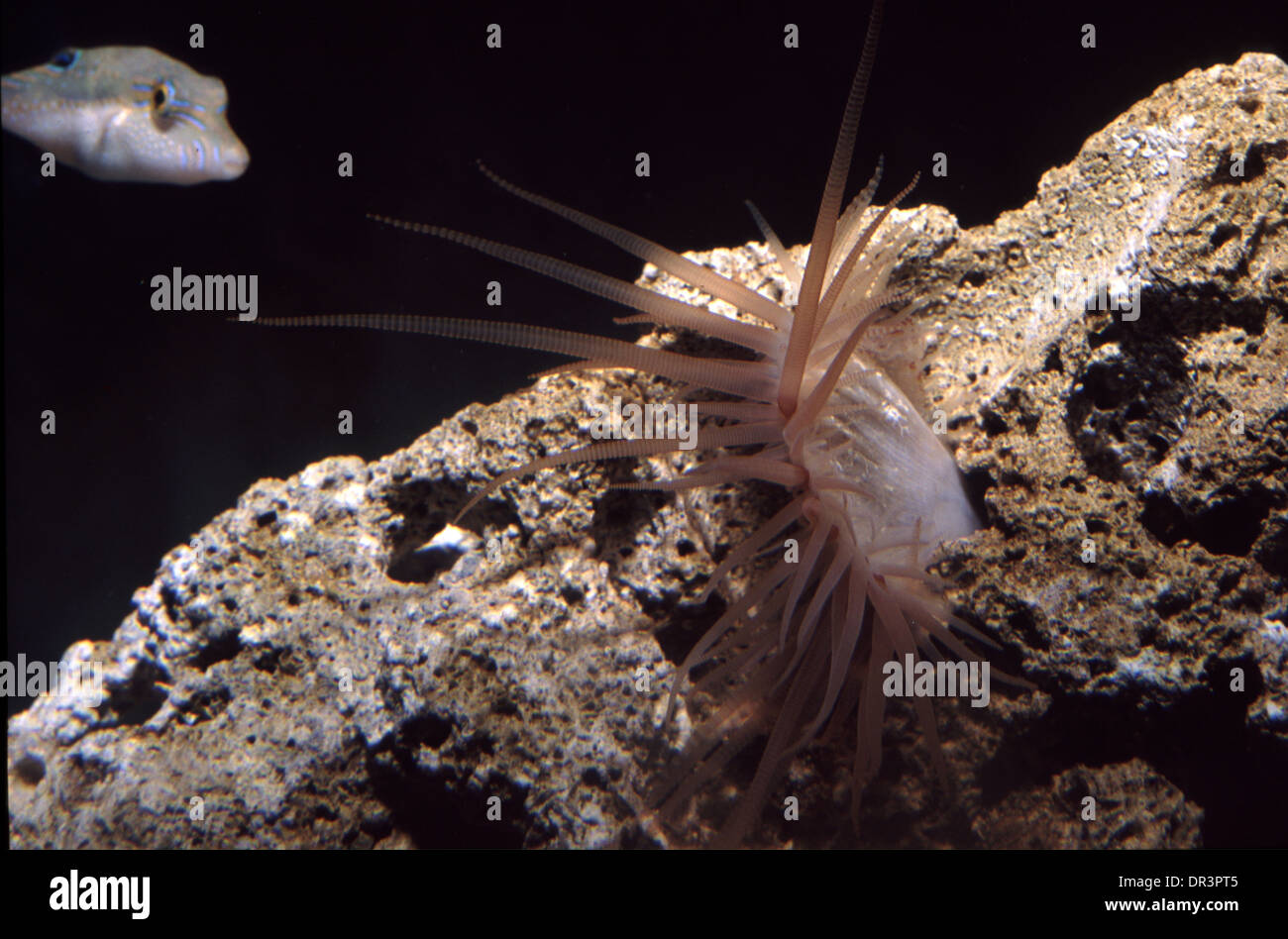 File shell lima lima hi-res stock photography and images - Alamy