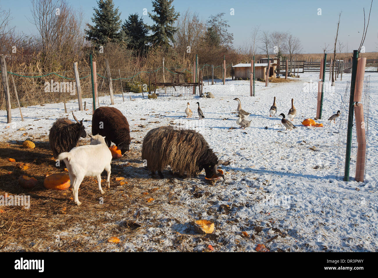 Sheep goat farm hi-res stock photography and images - Alamy