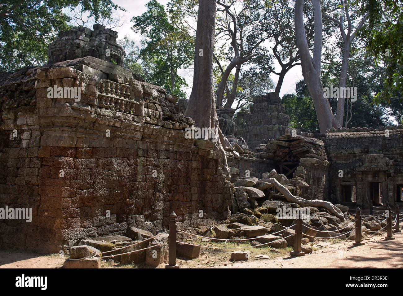 Ta prohm tree people hi-res stock photography and images - Alamy