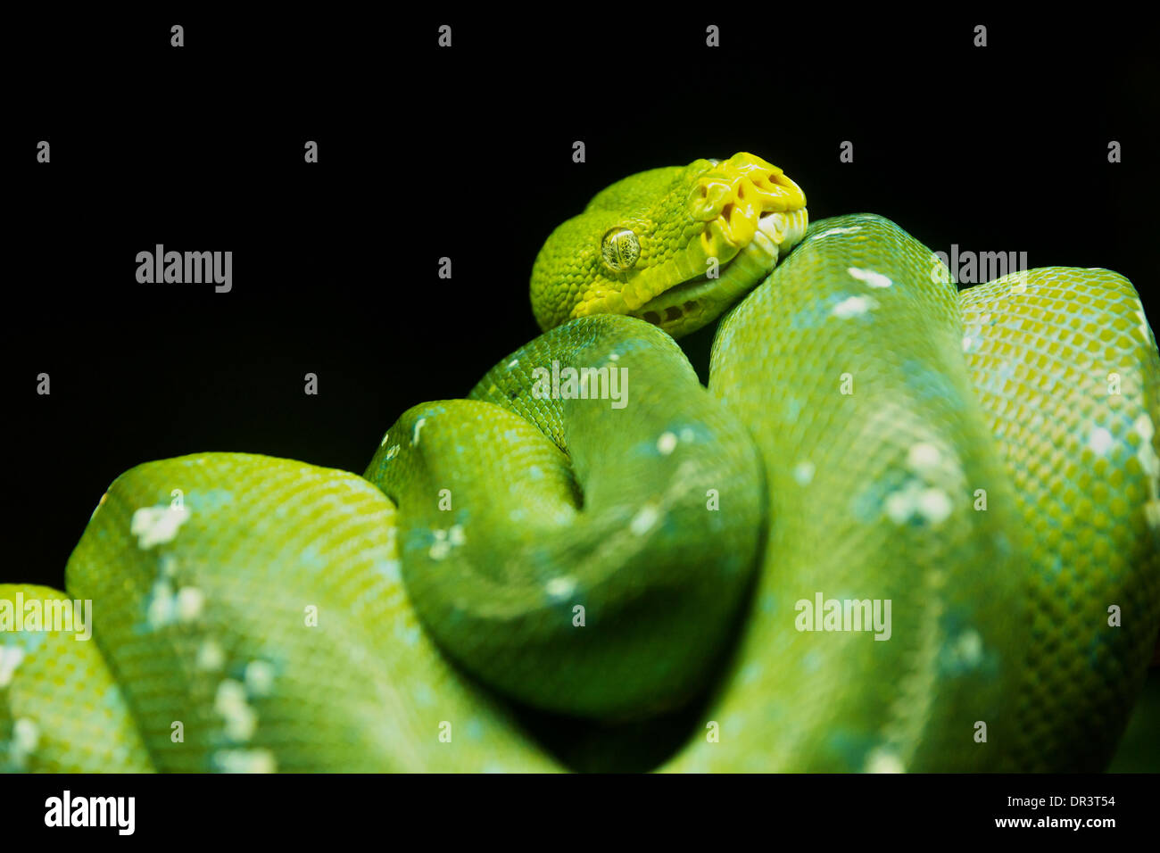 Morelia snake hi-res stock photography and images - Alamy