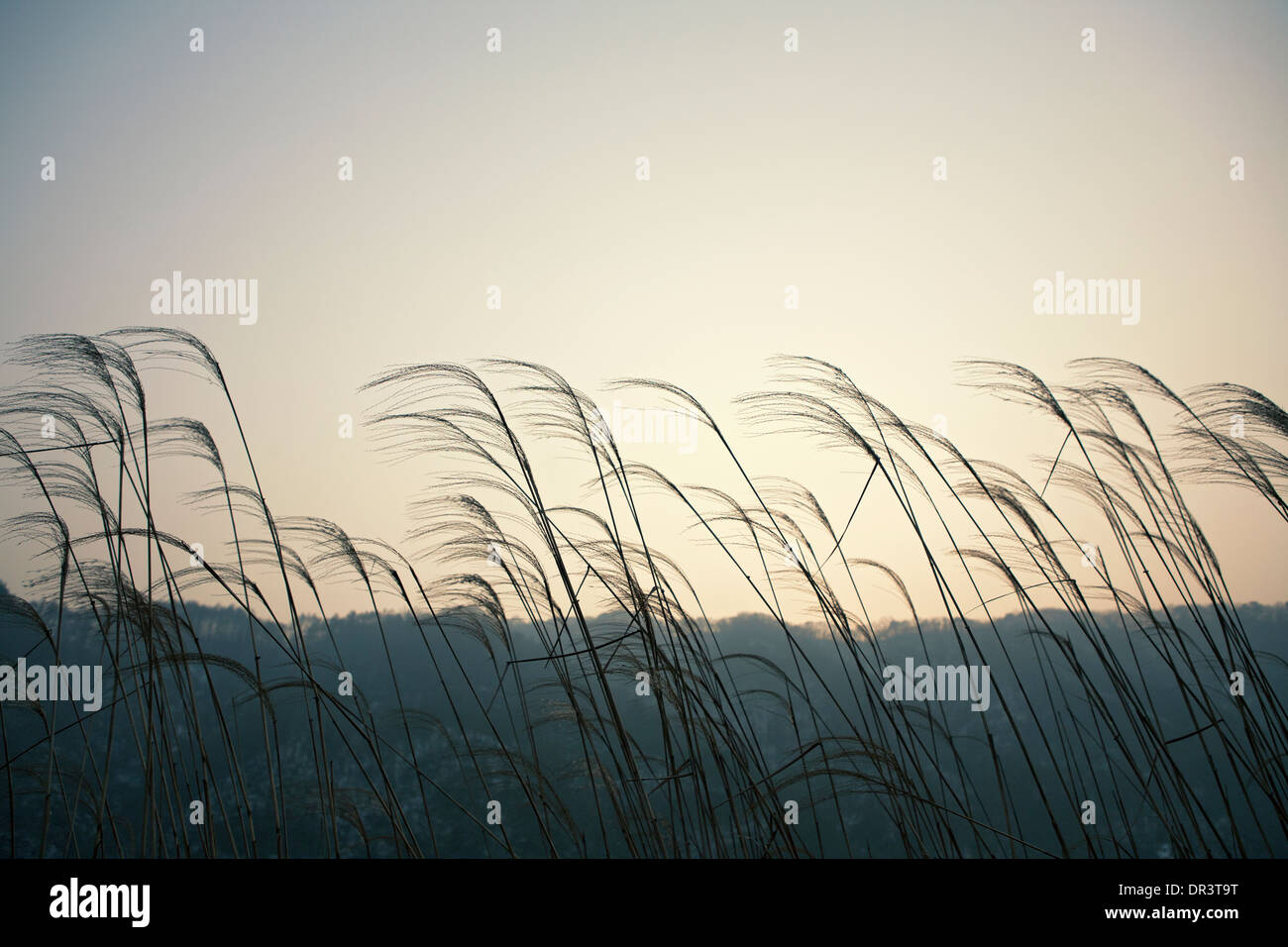 Reeds standing in a wetland and sunset shining on reeds Stock Photo - Alamy