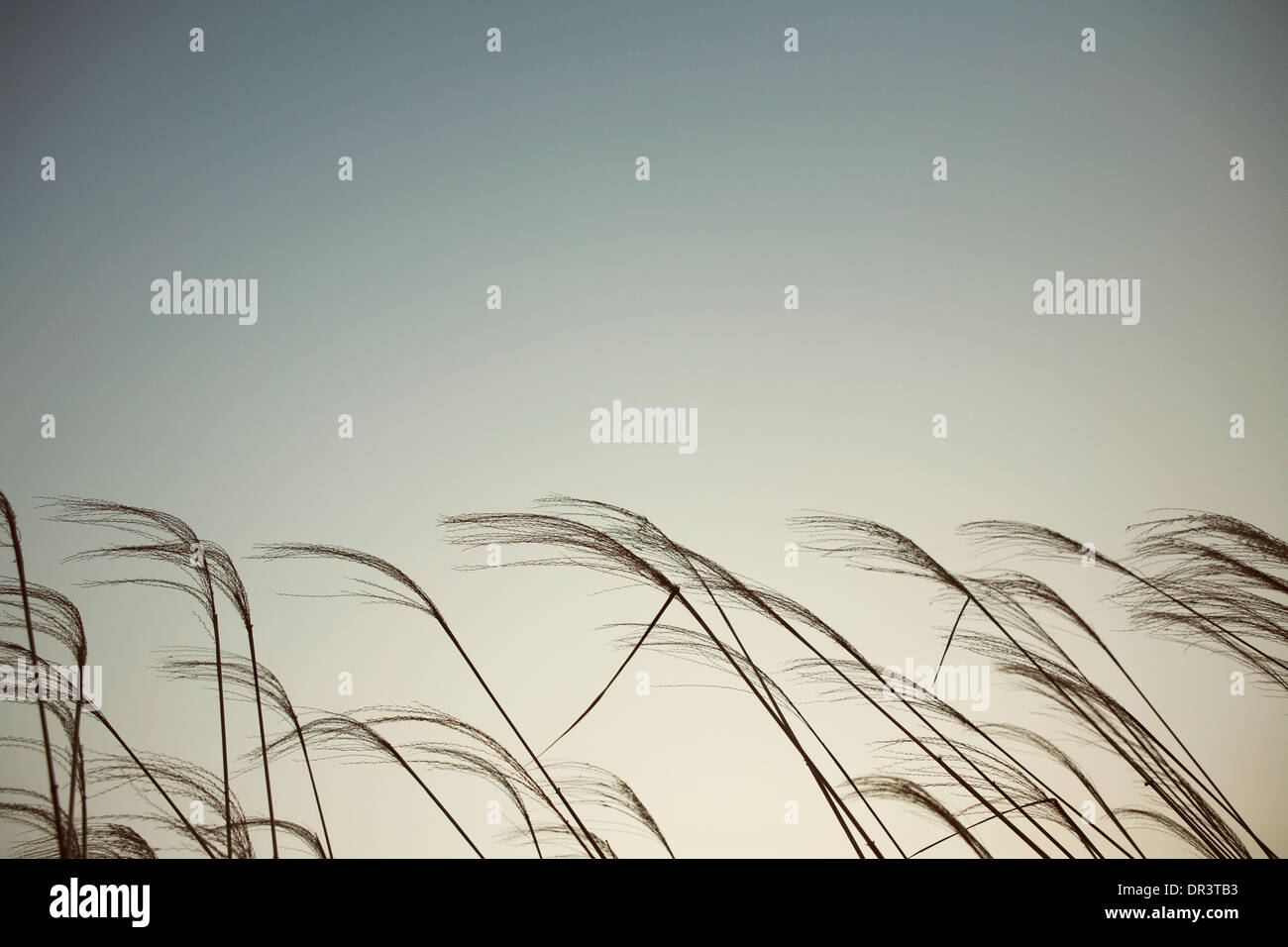 Reeds standing in a wetland and sunset shining on reeds Stock Photo - Alamy